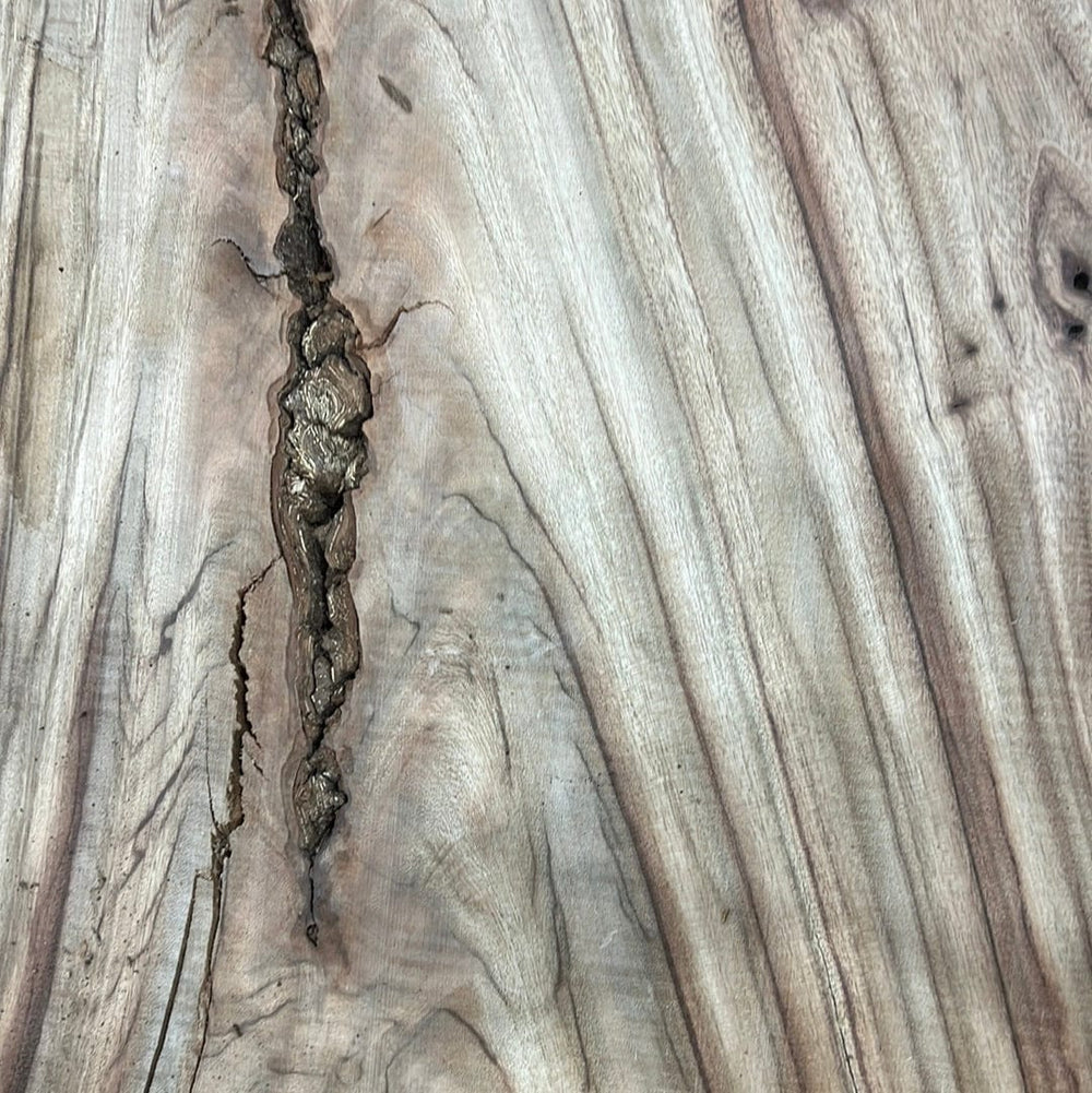 Camphor Laurel Wood Slab